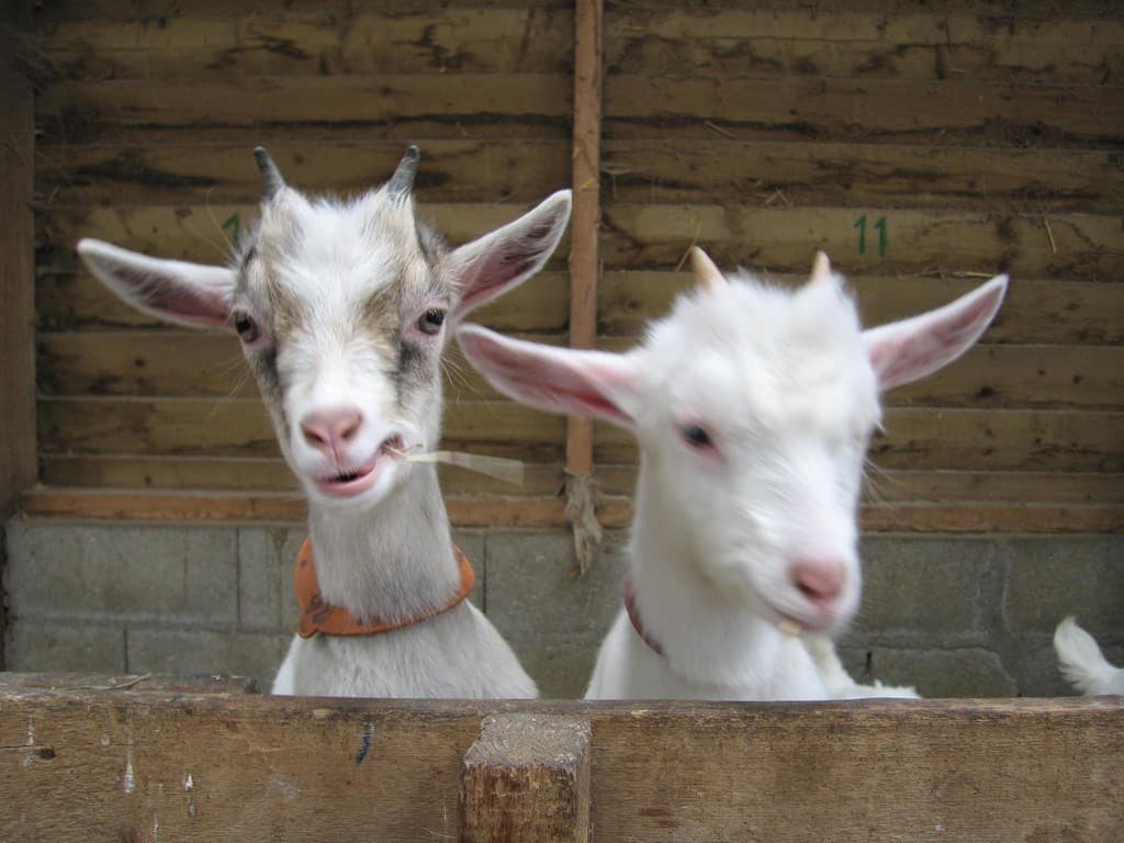 SCEA LA GALAXIE FROMAGES DE CHEVRES BIO - La Loire à Vélo